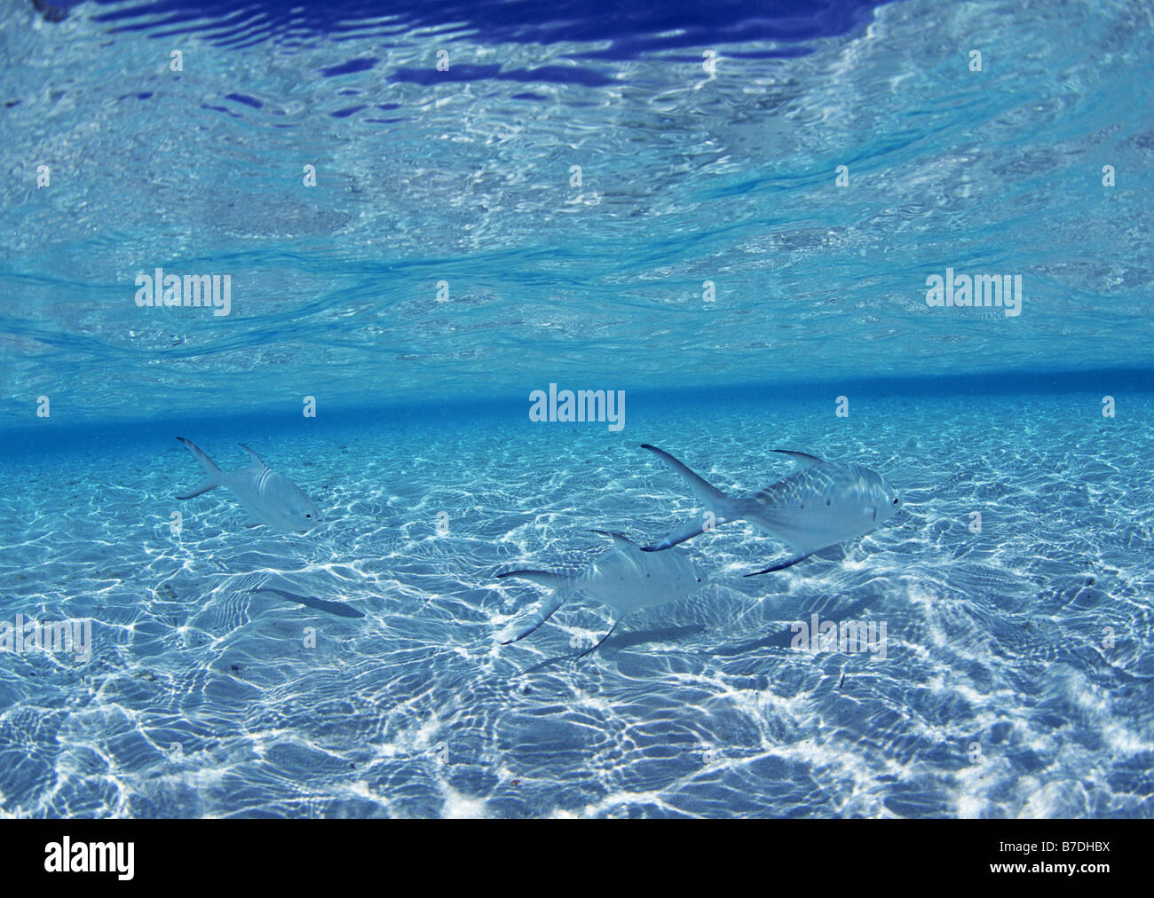 Fish under sea Stock Photo - Alamy