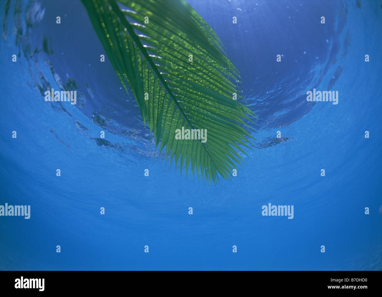 Fronds of a palm on water surface Stock Photo - Alamy