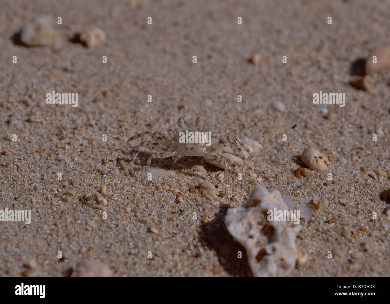 Sandy cho hi-res stock photography and images - Alamy