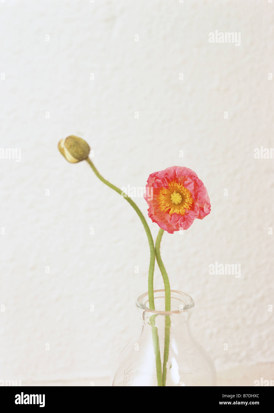 Poppy in a glass vase Stock Photo - Alamy