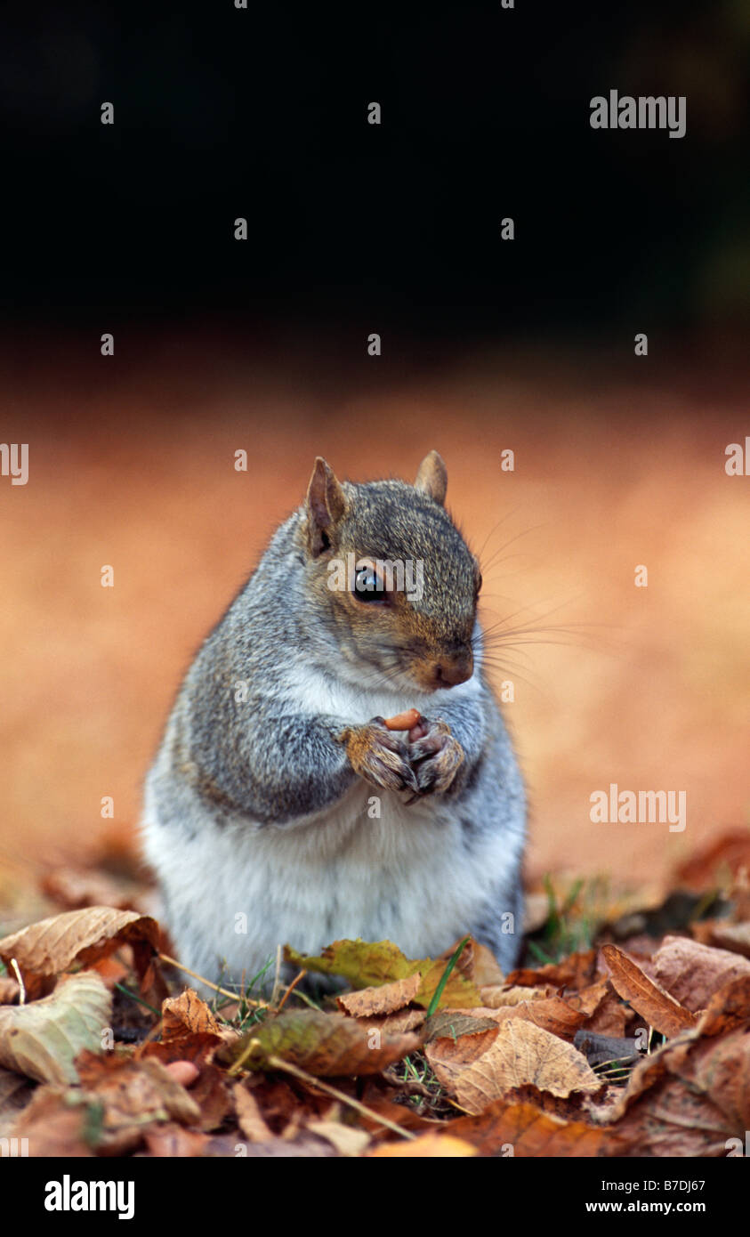 Plump grey squirrel hi-res stock photography and images - Alamy