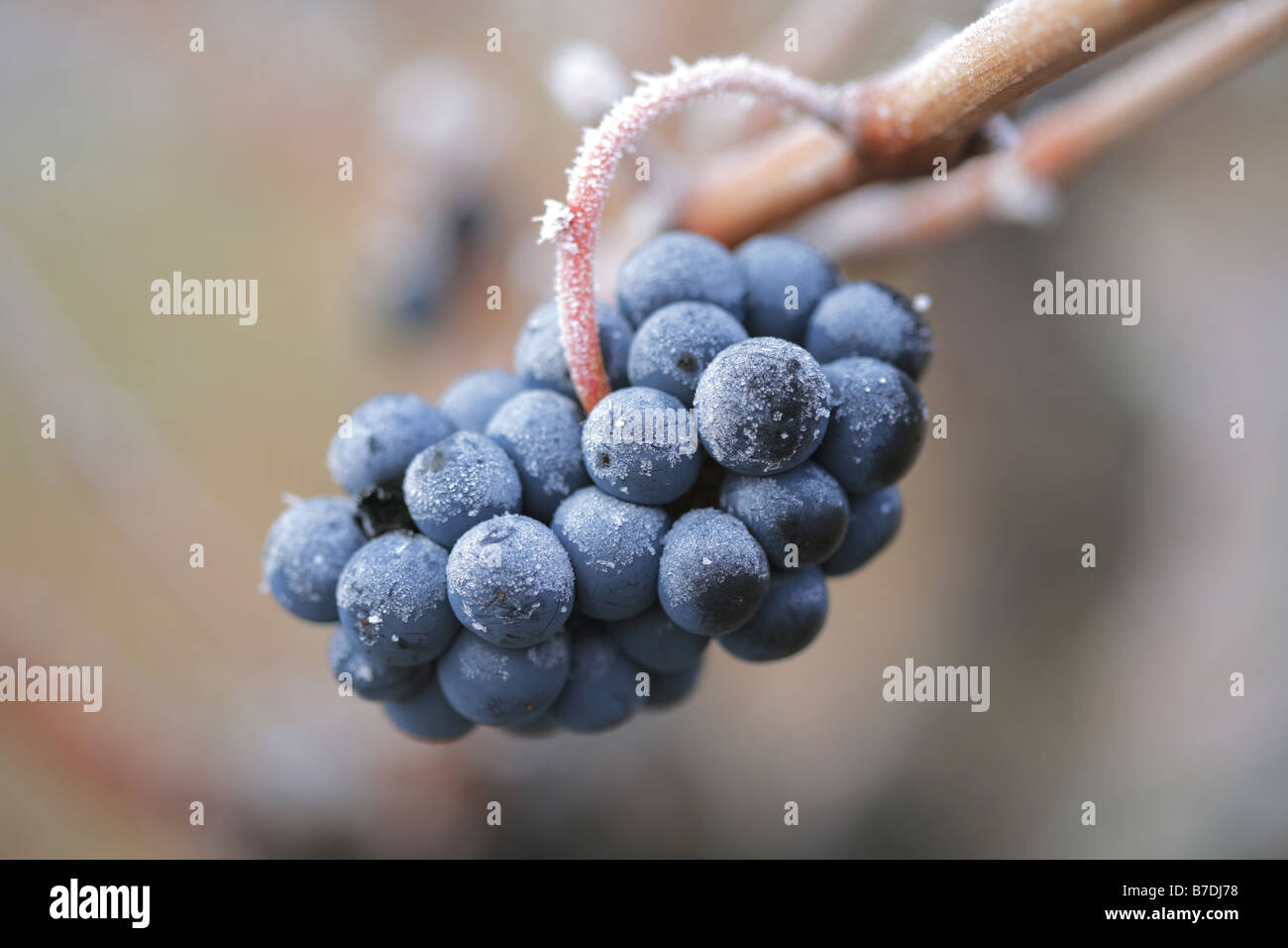 Grape leave hi-res stock photography and images - Alamy