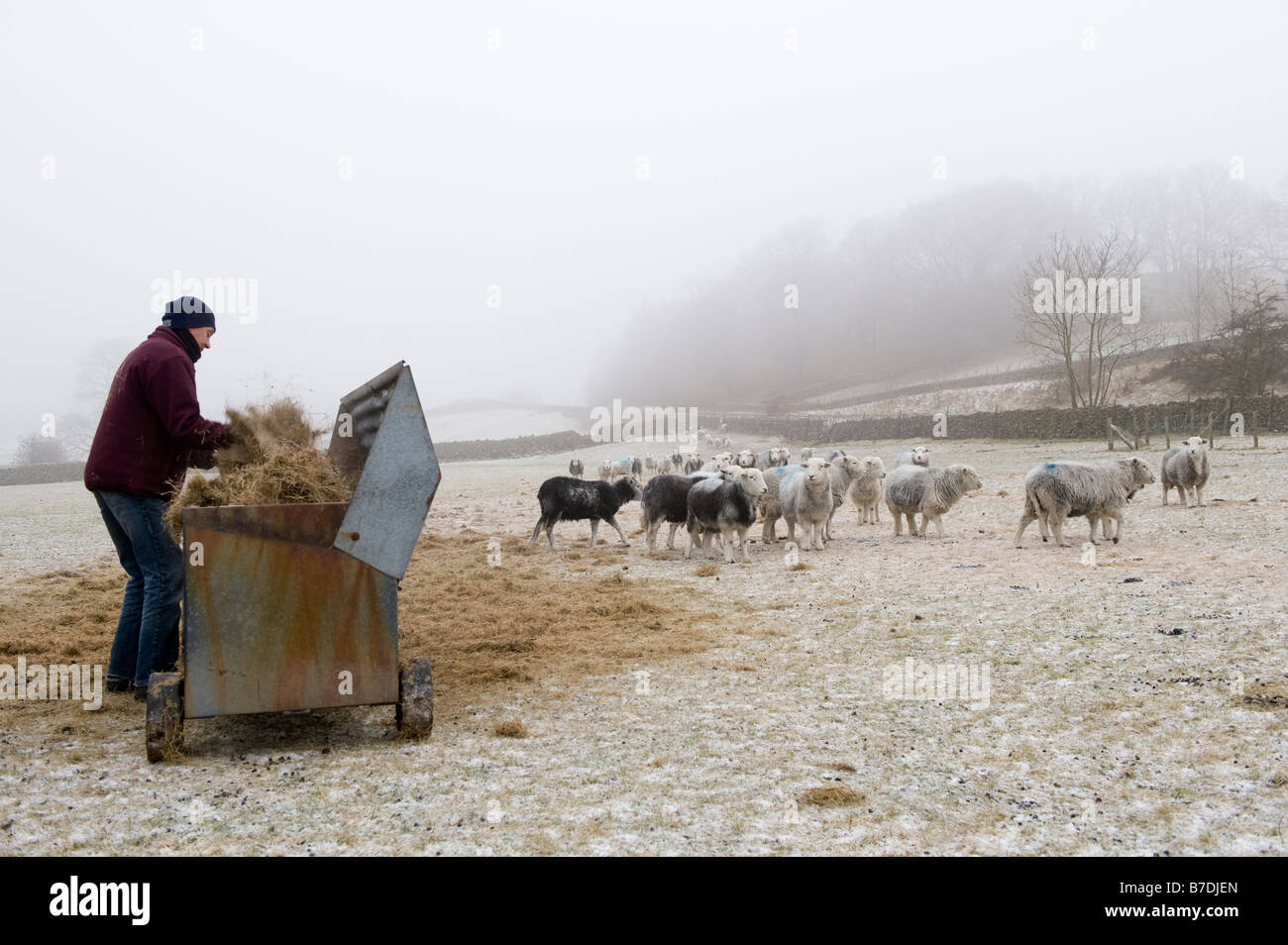 Fodder rack hi-res stock photography and images - Alamy