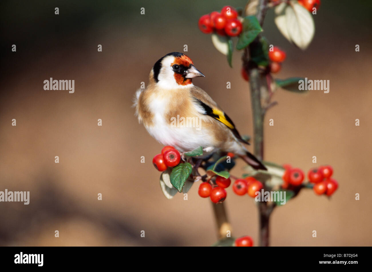 Finch berries uk hi-res stock photography and images - Alamy