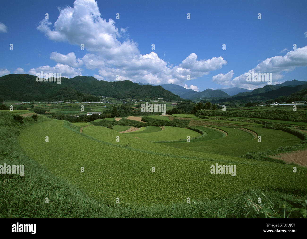 Terraced paddy fields Stock Photo - Alamy