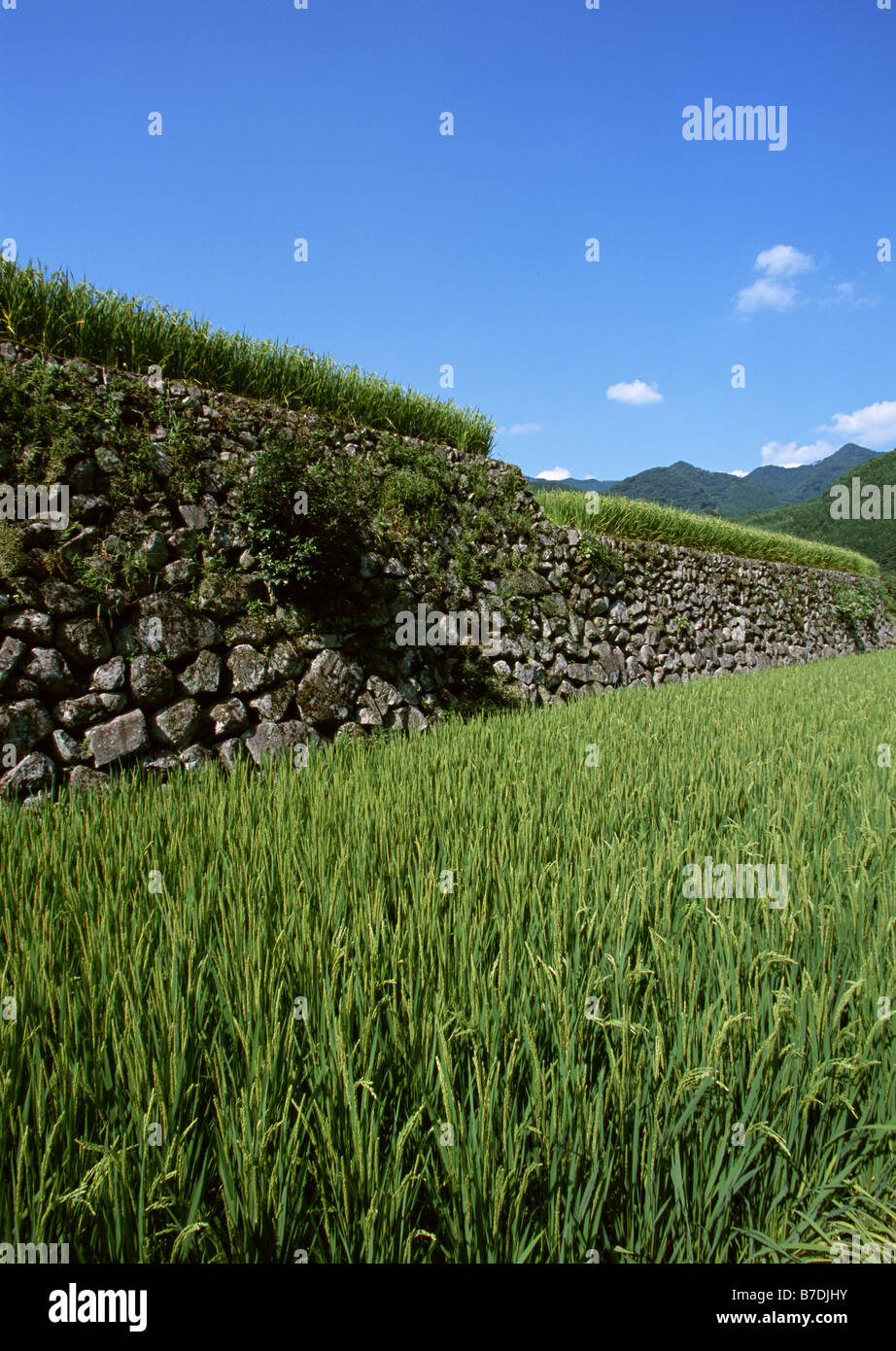 Stepped rice paddy and stonewall Stock Photo - Alamy