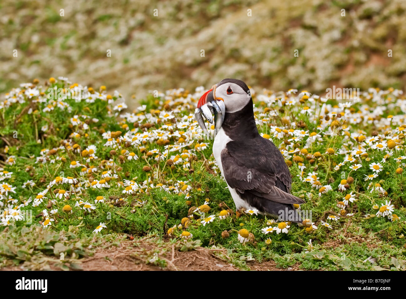 Puffin island flowers hi-res stock photography and images - Alamy