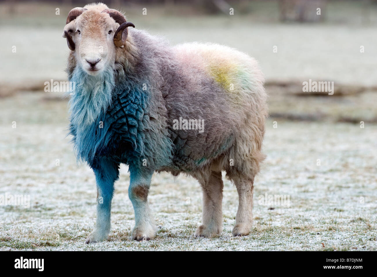 Sheep mating mark hi-res stock photography and images - Alamy