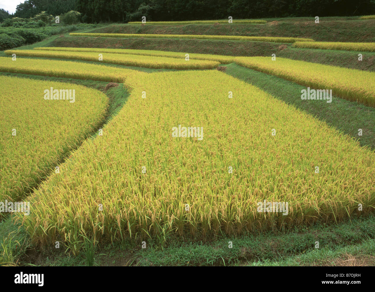 Terraced paddy fields Stock Photo - Alamy