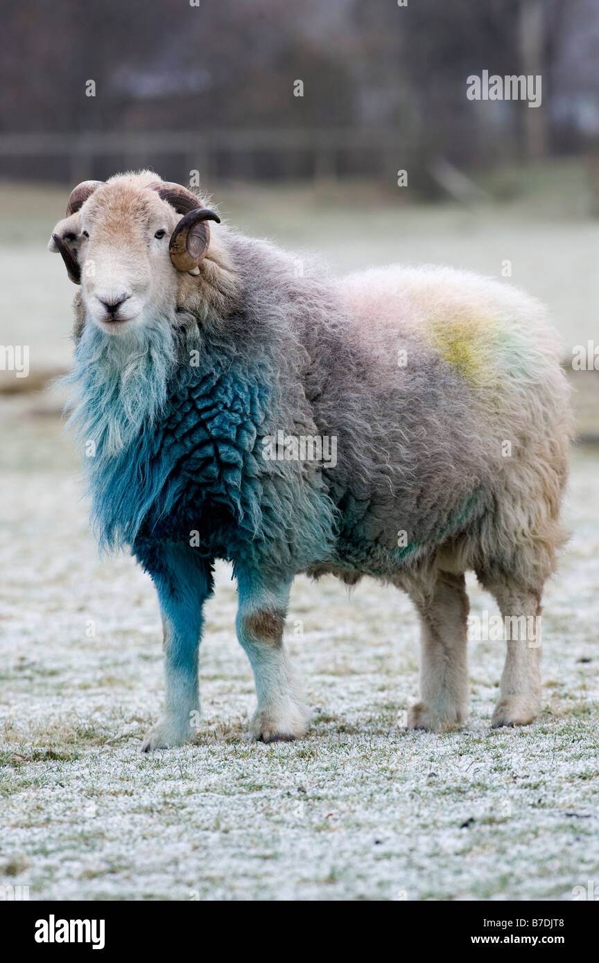 Sheep mating hi-res stock photography and images - Alamy