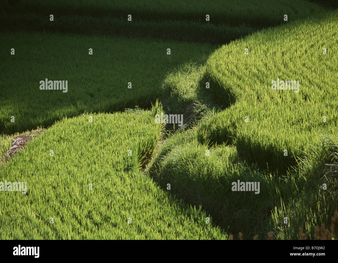 Terraced paddy fields Stock Photo - Alamy