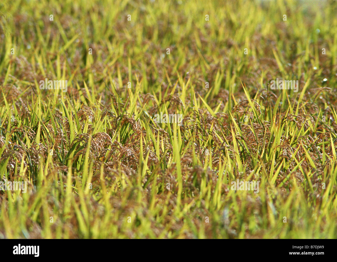 Rice death hi-res stock photography and images - Alamy