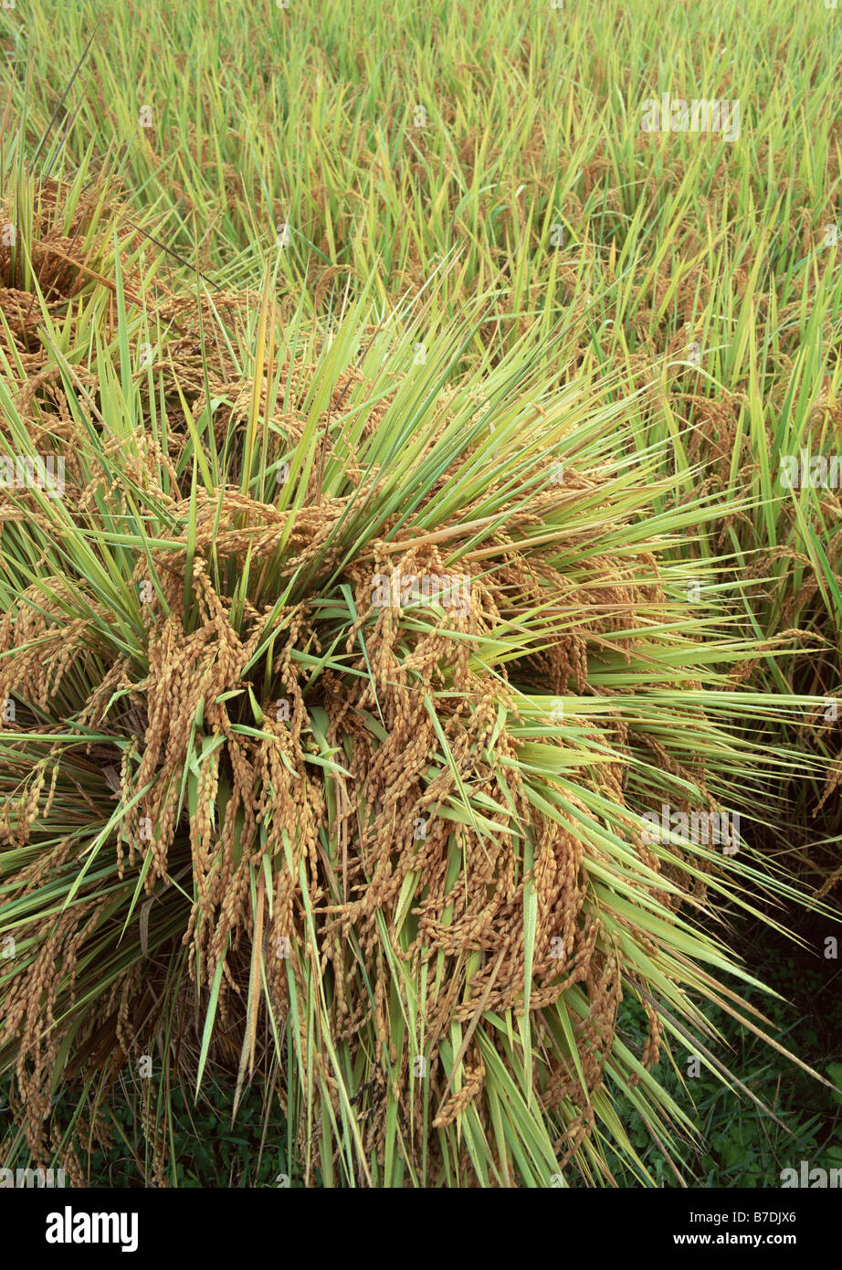 Hakuba mura hi-res stock photography and images - Alamy