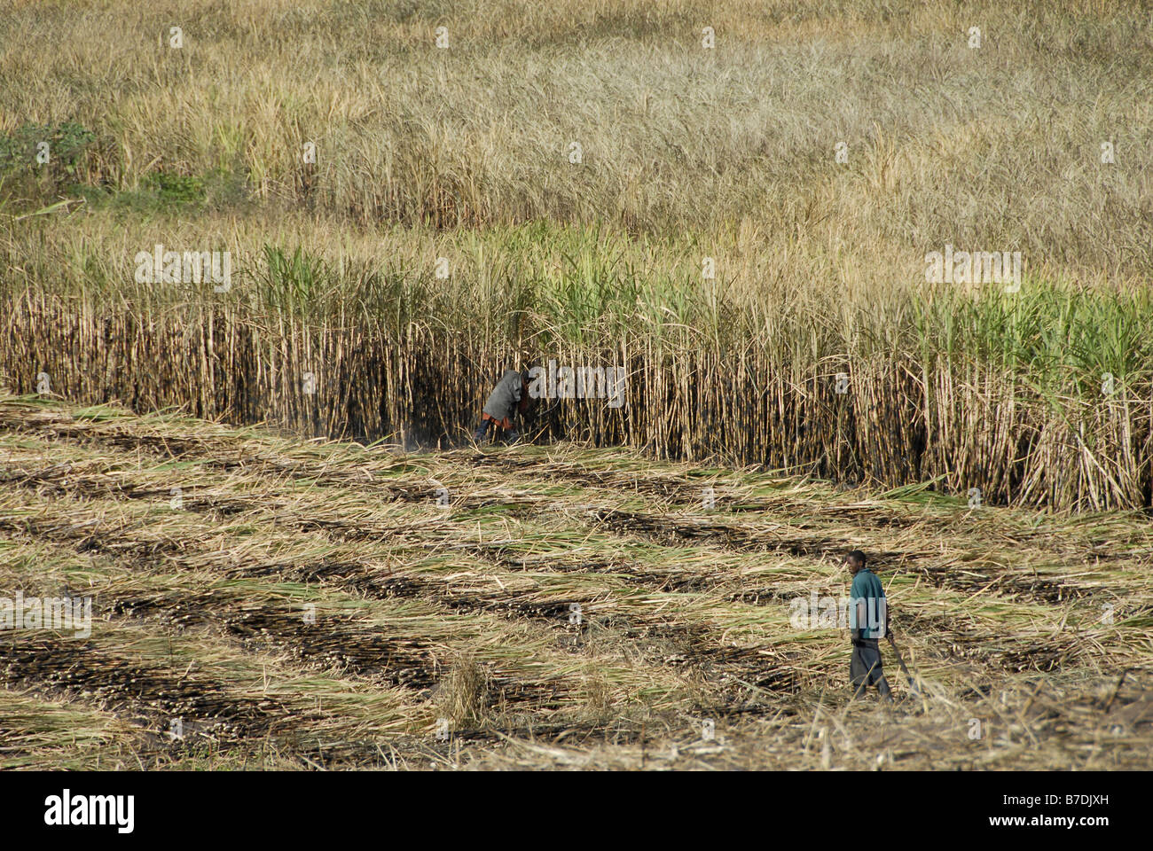 sugar cane (Saccharum officinarum), sugar cane field near Durban, South ...
