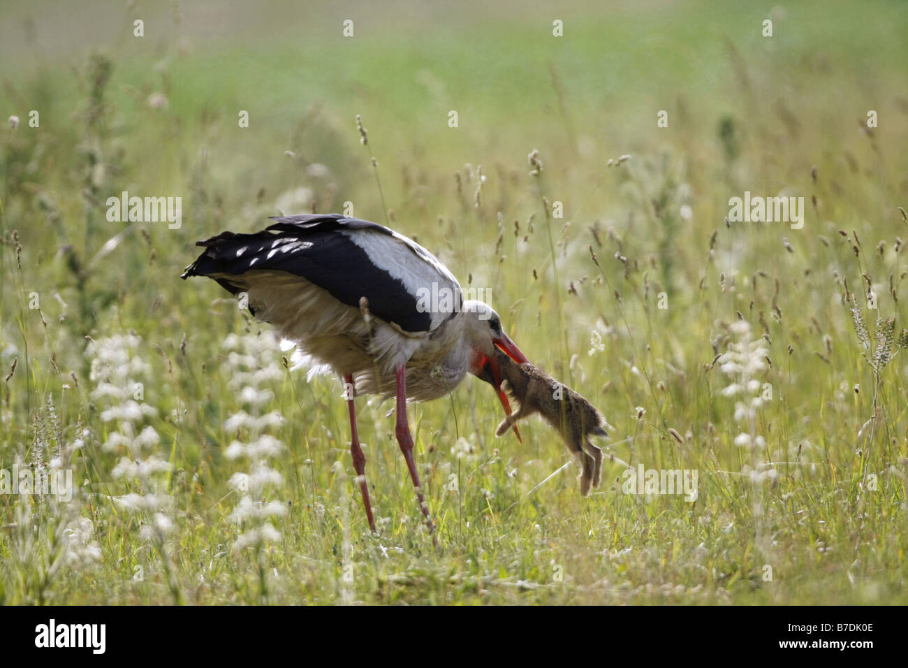 white stork (Ciconia ciconia), with captured rabbit, Austria ...