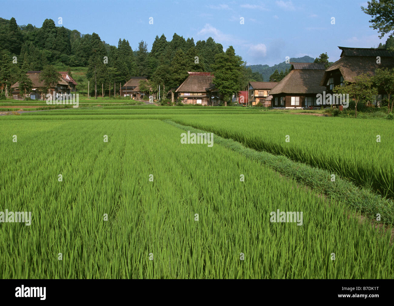 Niigata rice field hi-res stock photography and images - Alamy