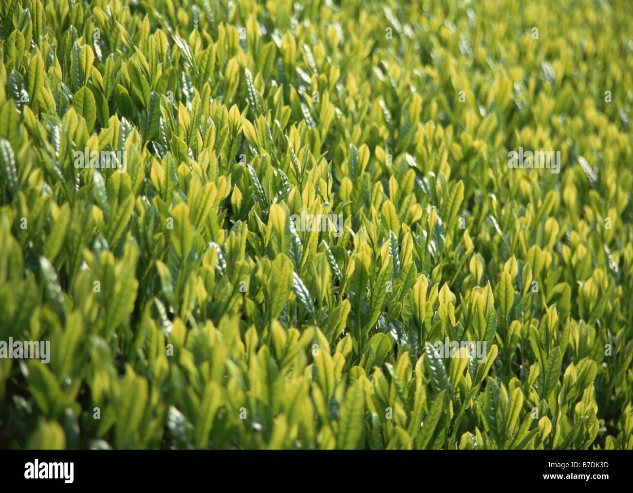 Field of tea leaves Stock Photo - Alamy