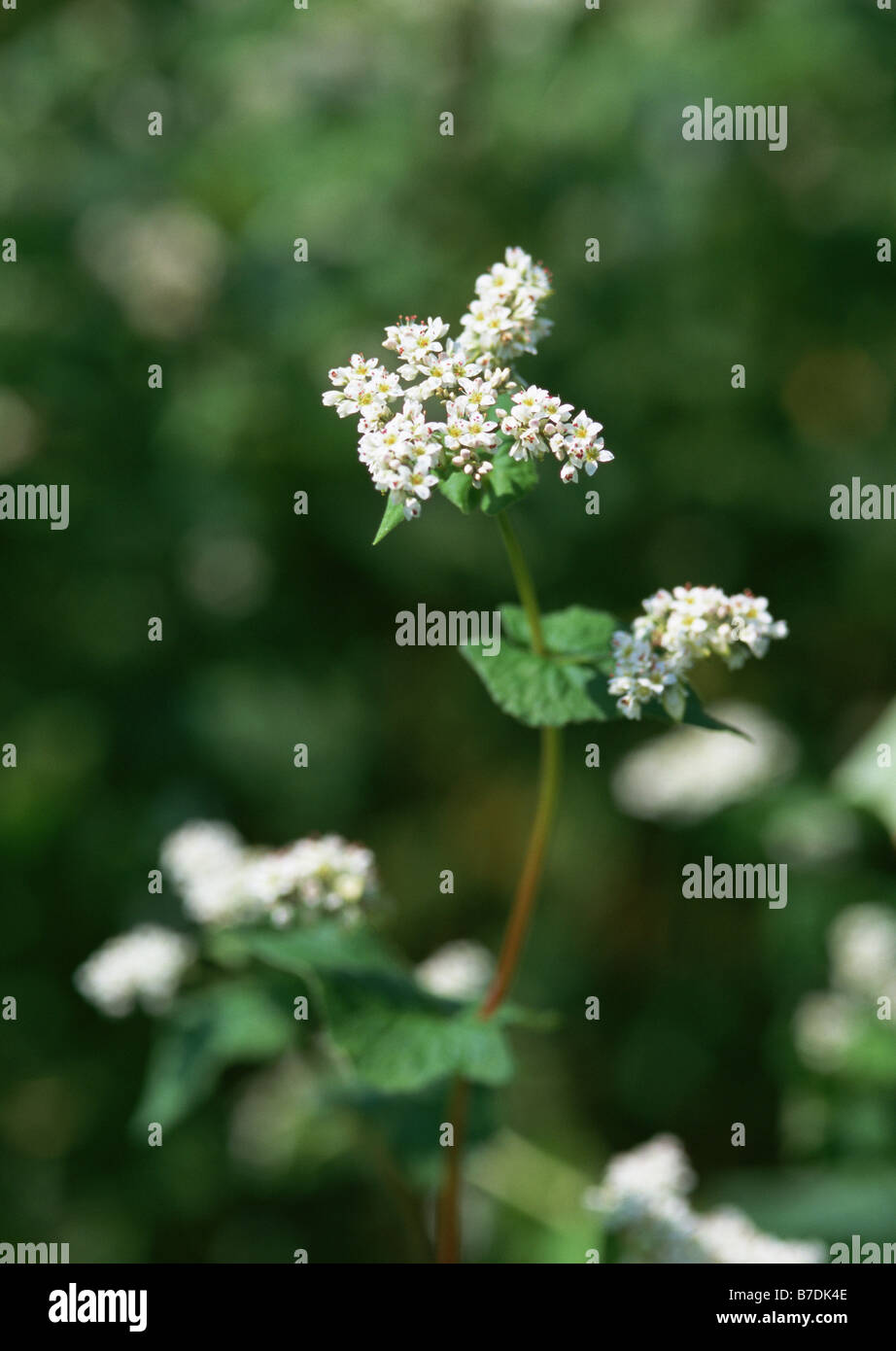 Flowers of Soba Stock Photo - Alamy