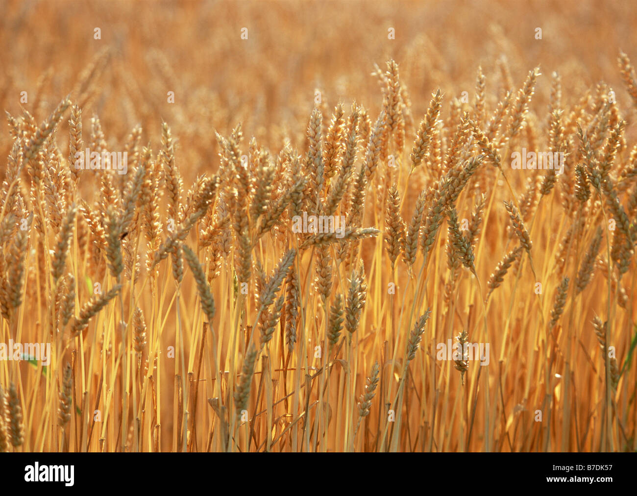 Kamikawa cho hi-res stock photography and images - Alamy