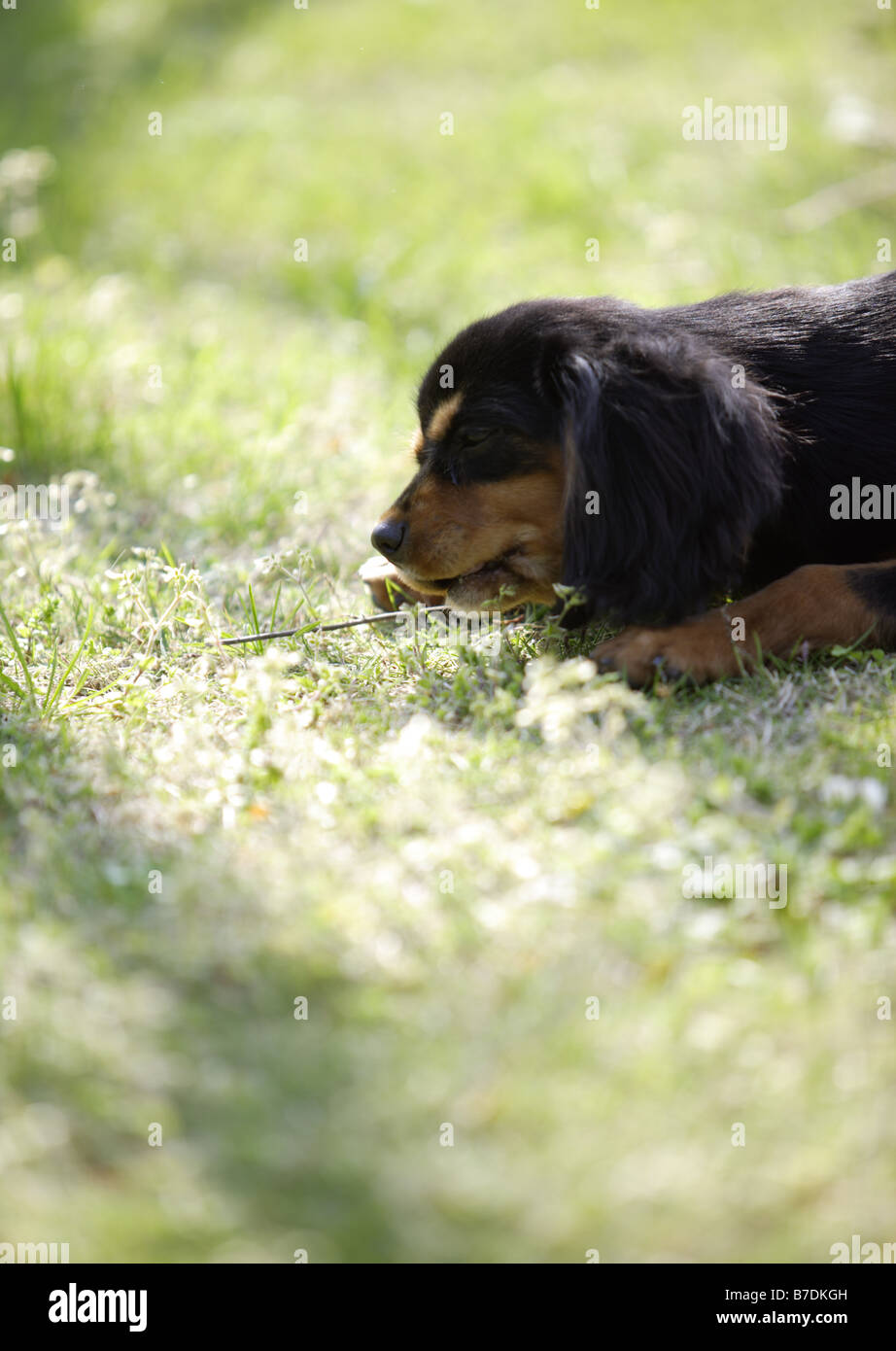 Wiener dog (black Stock Photo - Alamy