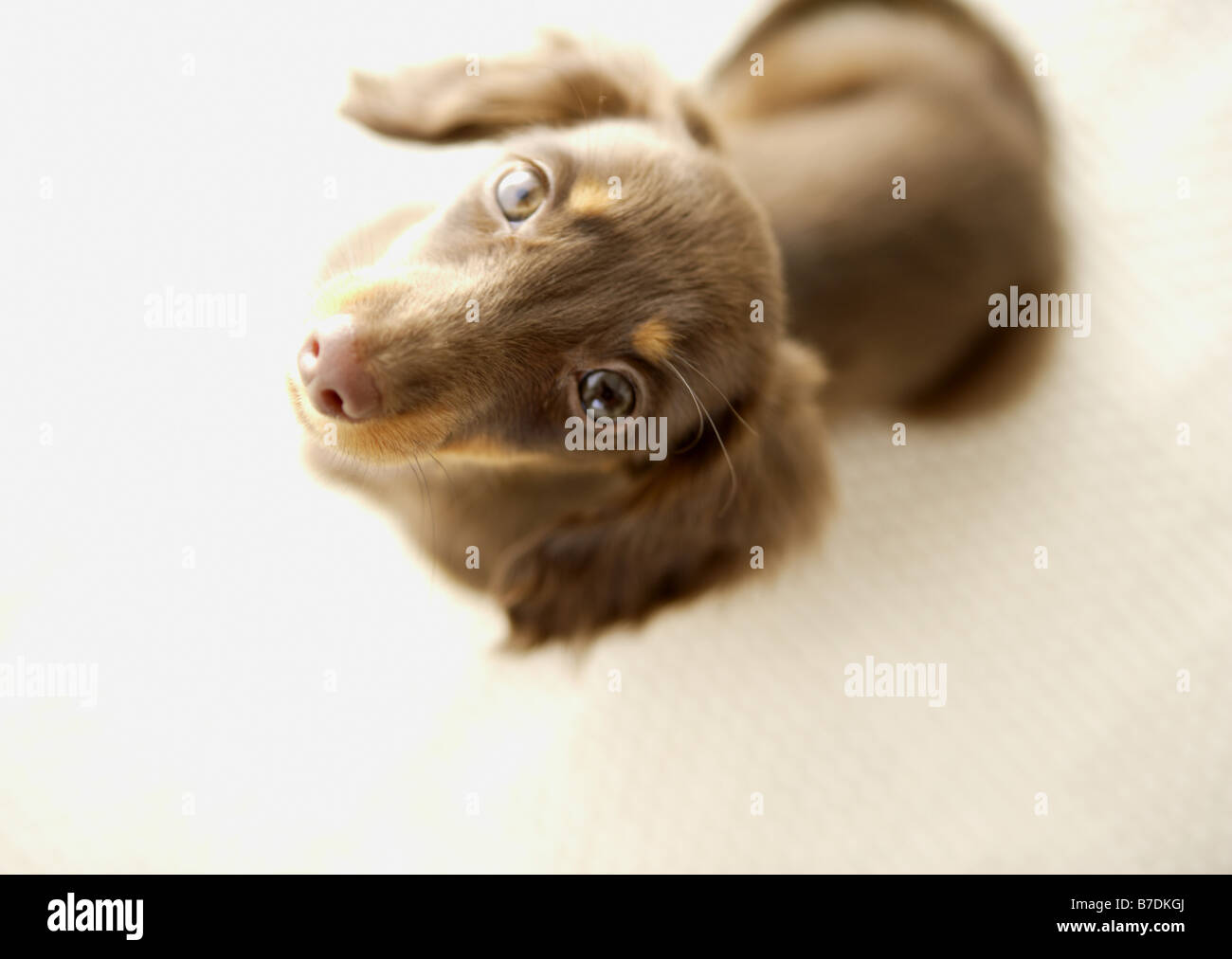 Wiener Dog (brown Stock Photo - Alamy