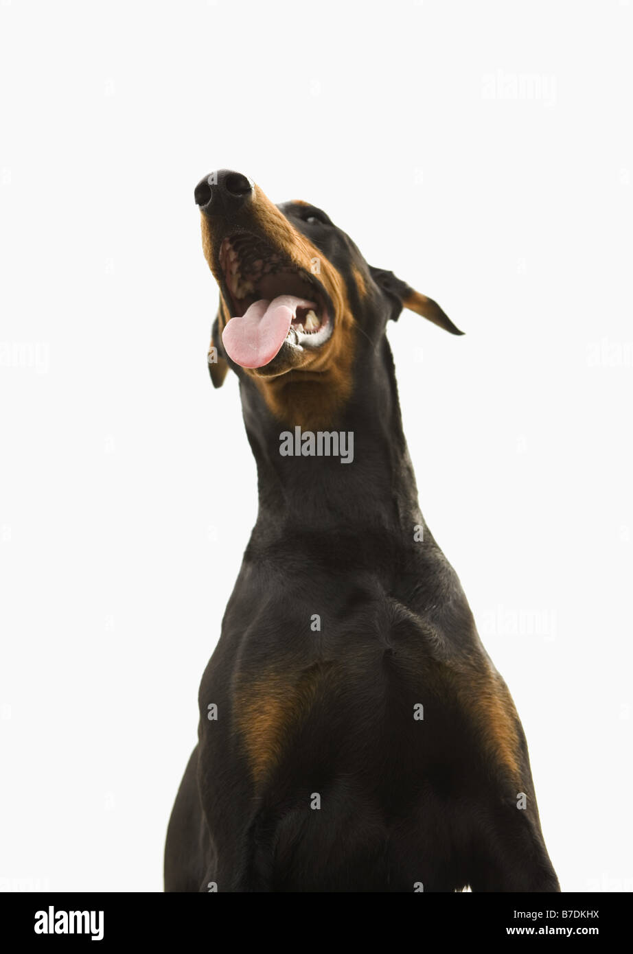 Doberman face hi-res stock photography and images - Alamy