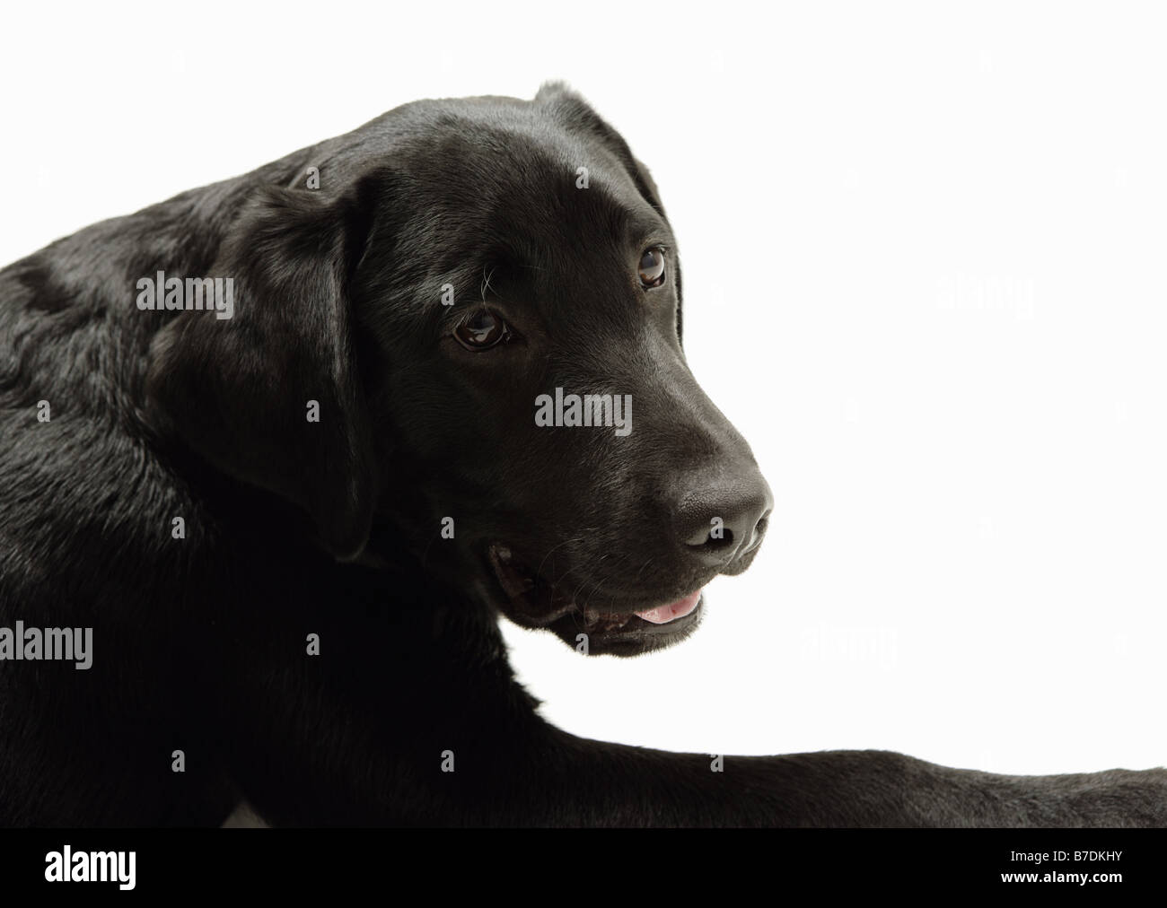 Black labrador retriever Stock Photo - Alamy