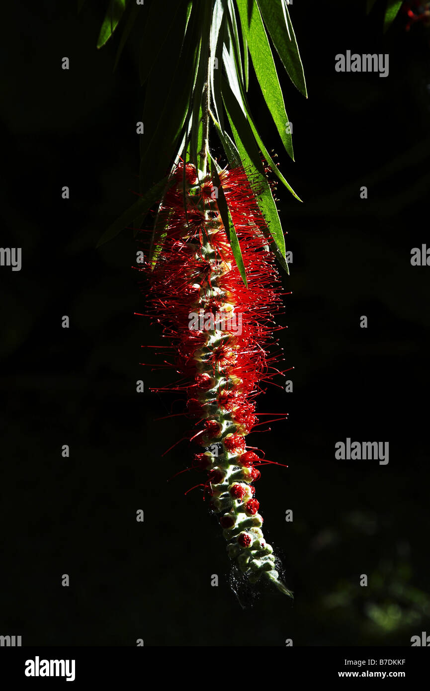 Red bottlebrush, Weeping bottlebush (Callistemon viminalis), blossom ...