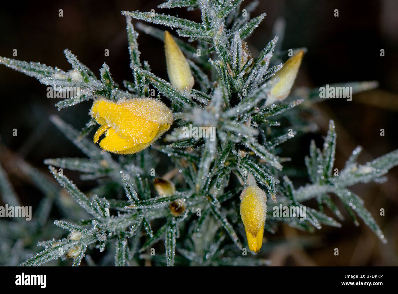 Gorse leaves hi-res stock photography and images - Alamy