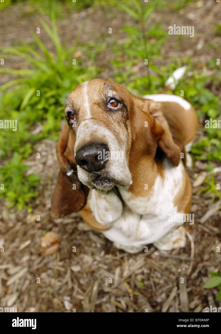 Earth hound hi-res stock photography and images - Alamy
