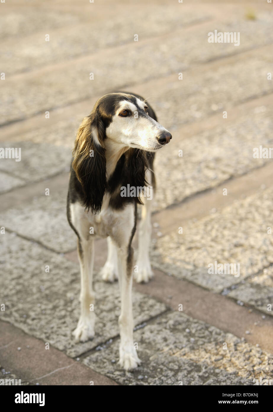 Saluki photography hi-res stock photography and images - Alamy