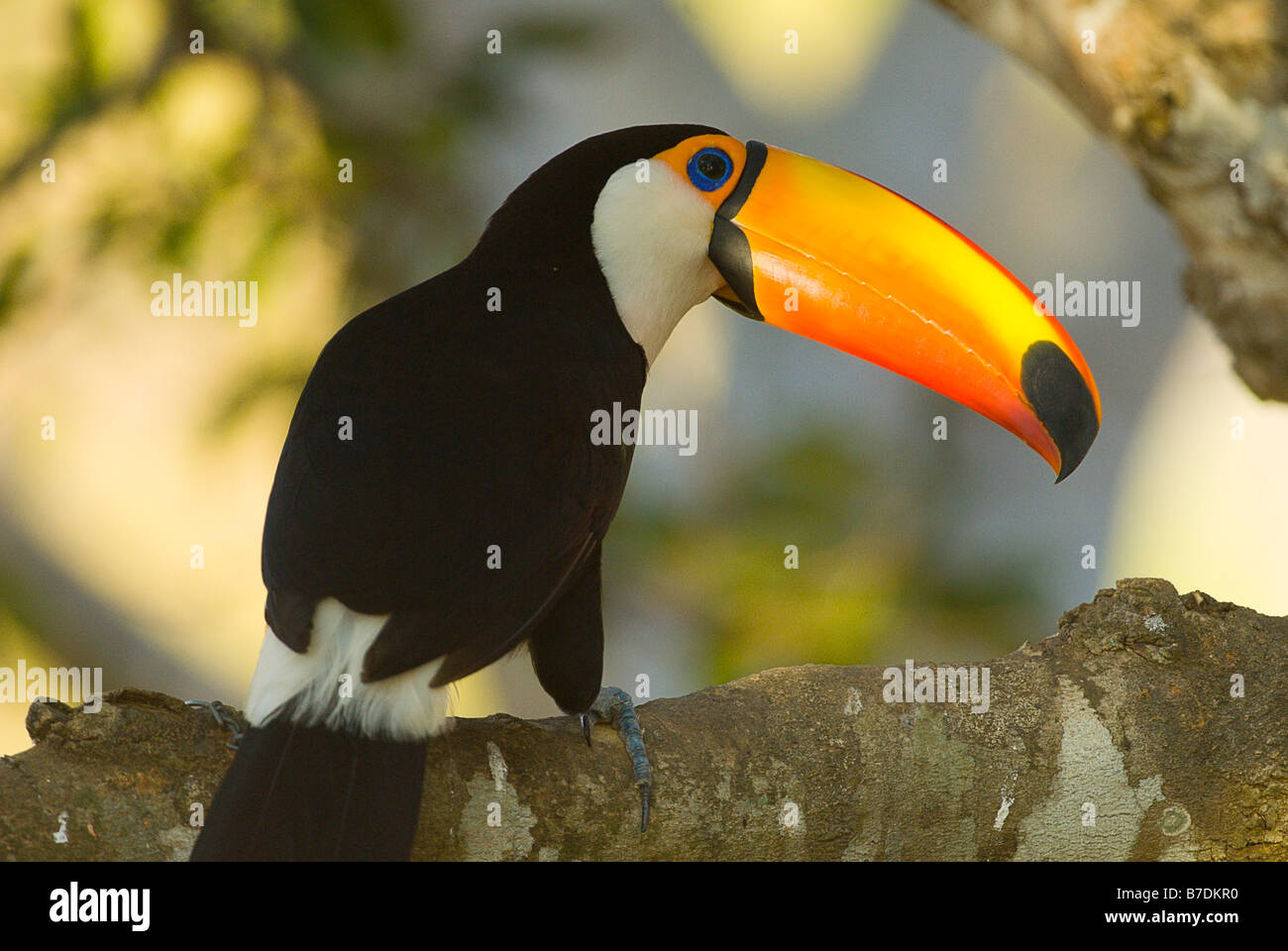 Toco toucan hi-res stock photography and images - Alamy