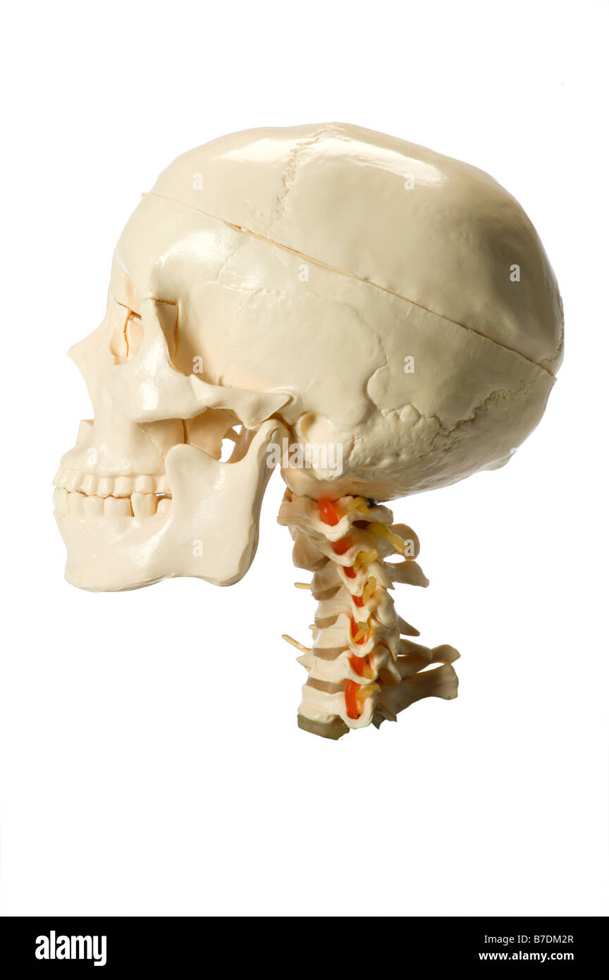 Human jaw model Cut Out Stock Images & Pictures - Alamy