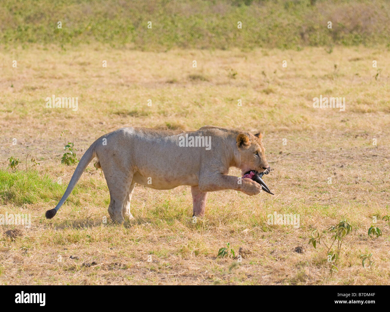 Lion eating wildebeest Amboseli national park Kenya Stock Photo - Alamy