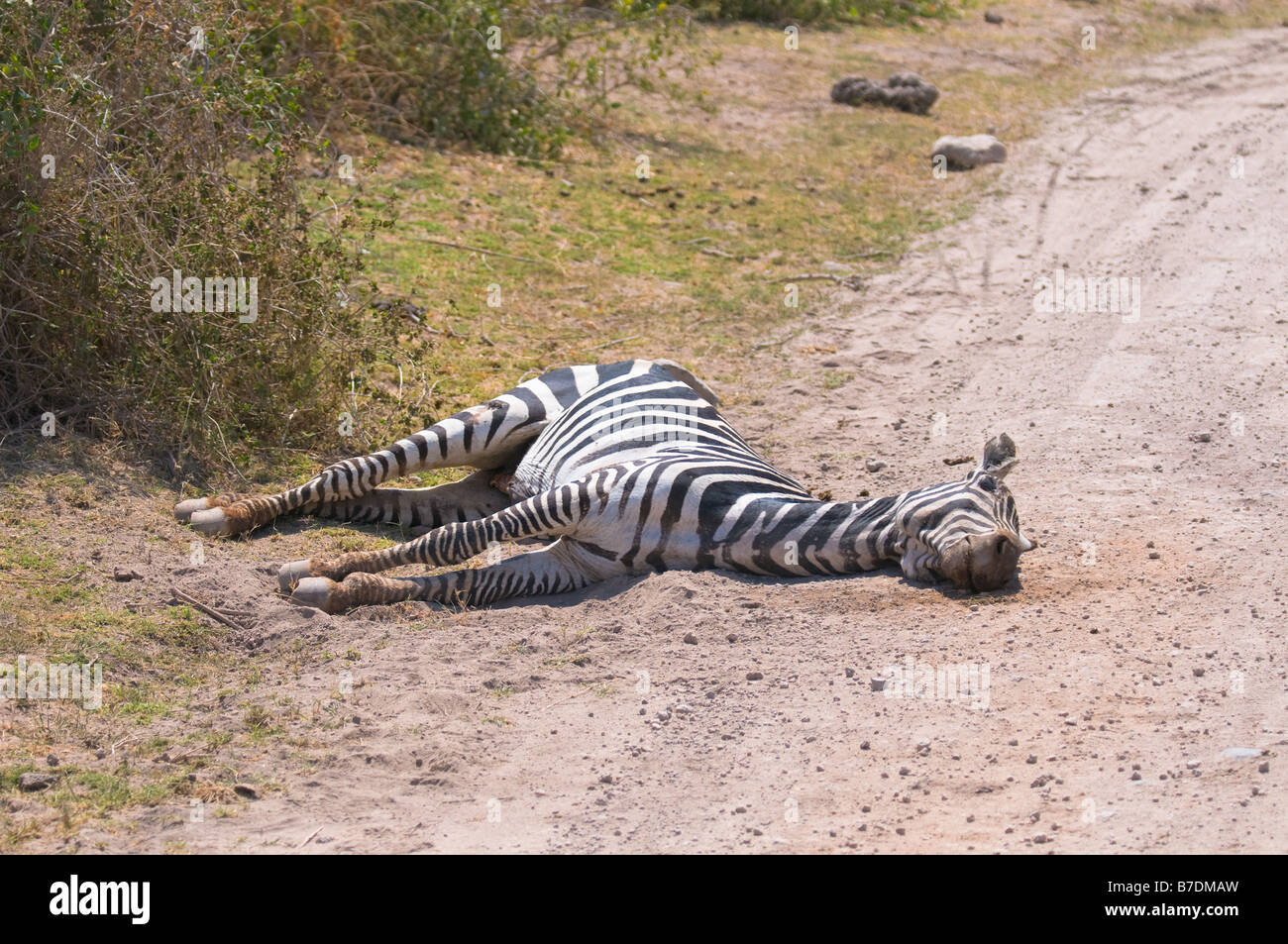 Dead zebra amboseli national park kenya Stock Photo - Alamy