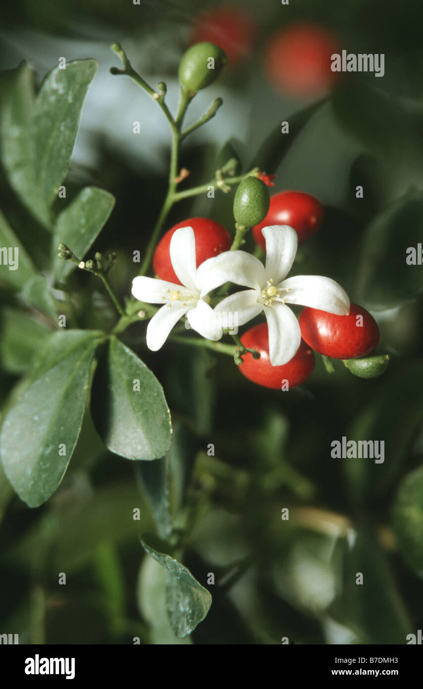 Barktree, Orange Jessamine, Satinwood, Orange Jasmine (Murraya ...
