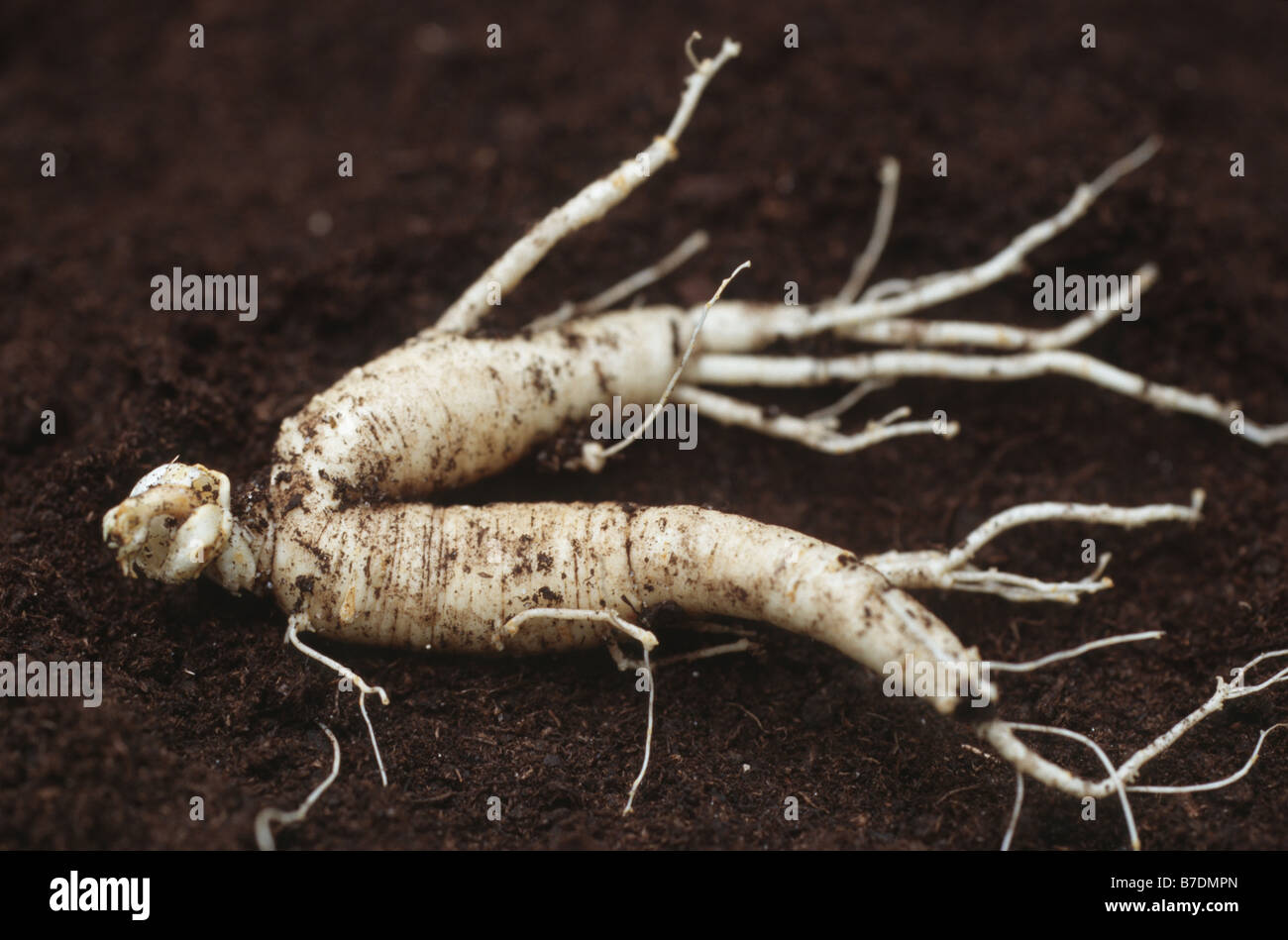 ginseng (Panax ginseng), root Stock Photo - Alamy
