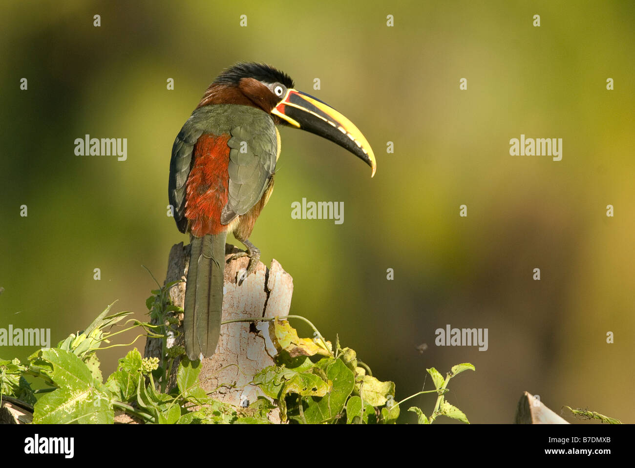 chestnut eared aracari Pteroglossus castanotis Stock Photo - Alamy