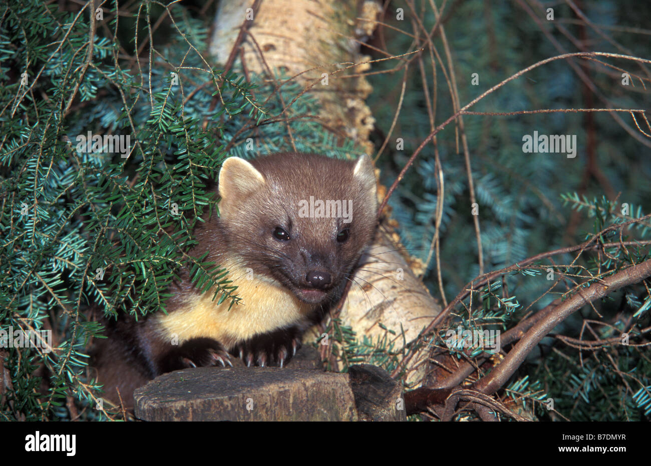 Pine marten england hi-res stock photography and images - Alamy
