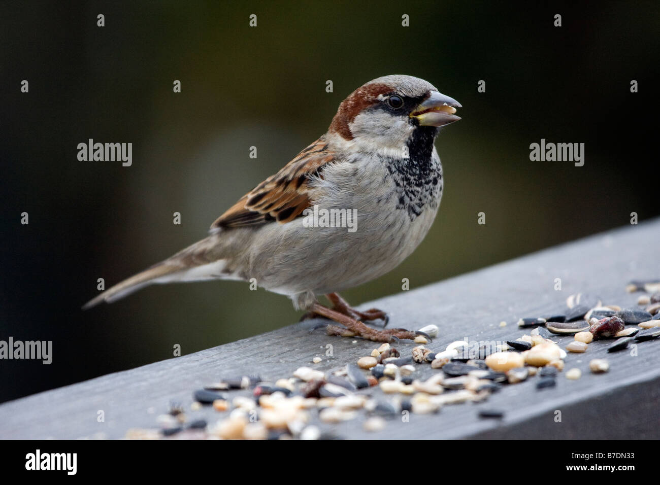 Sparrows feeding hi-res stock photography and images - Alamy