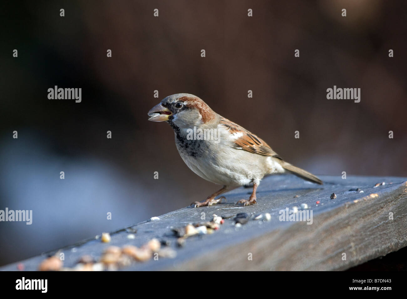 House Sparrow male eating Stock Photo - Alamy