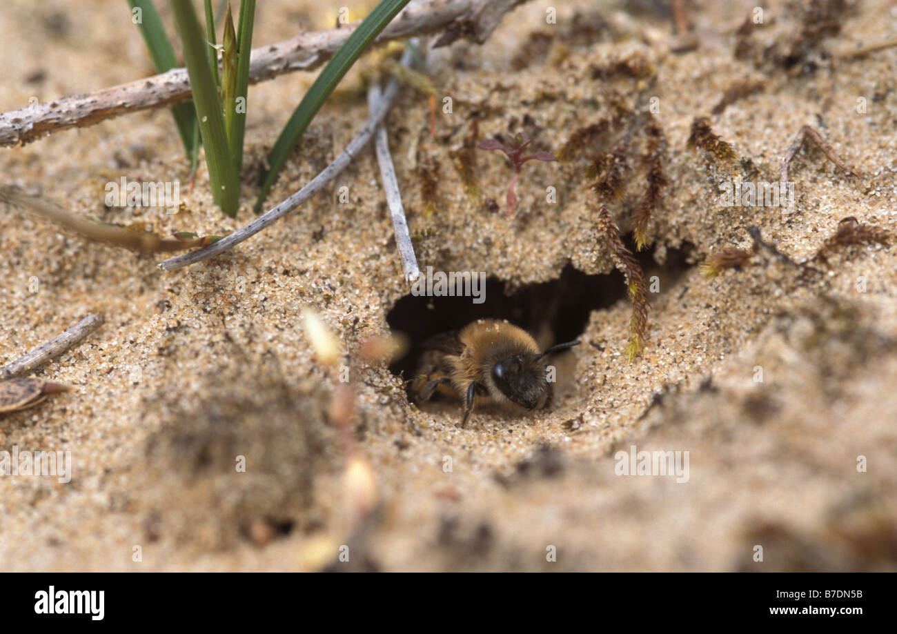 Vernal Bee emerges from a hole in sand at Ainsdale national nature ...