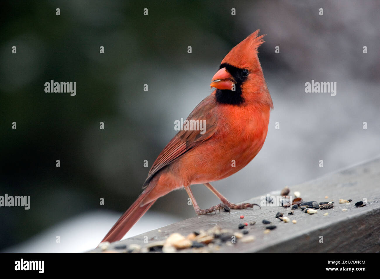 Songbird northern cardinal hi-res stock photography and images - Alamy
