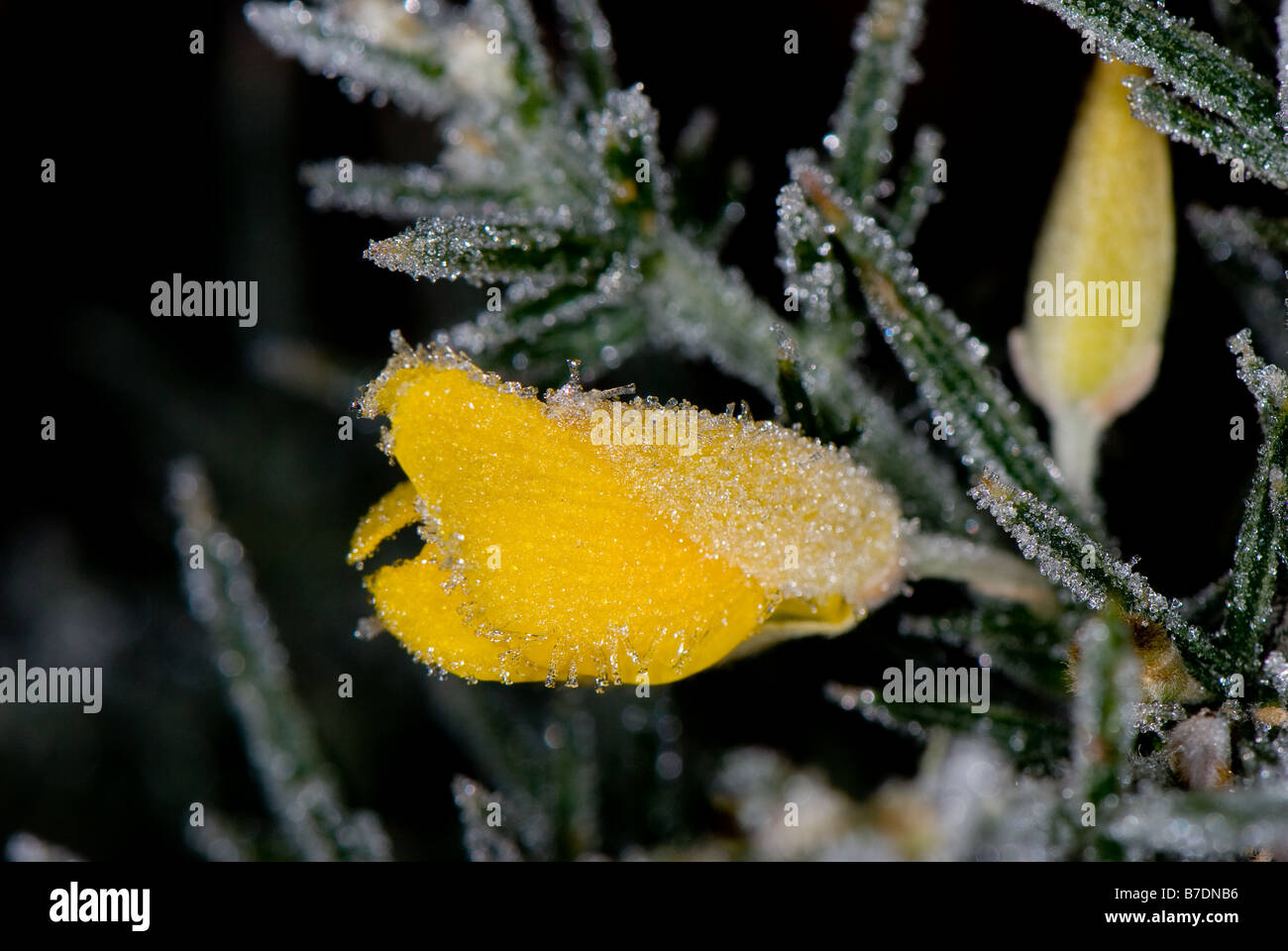Close-up of the common Gorse showing its yellow flower and green spiny ...