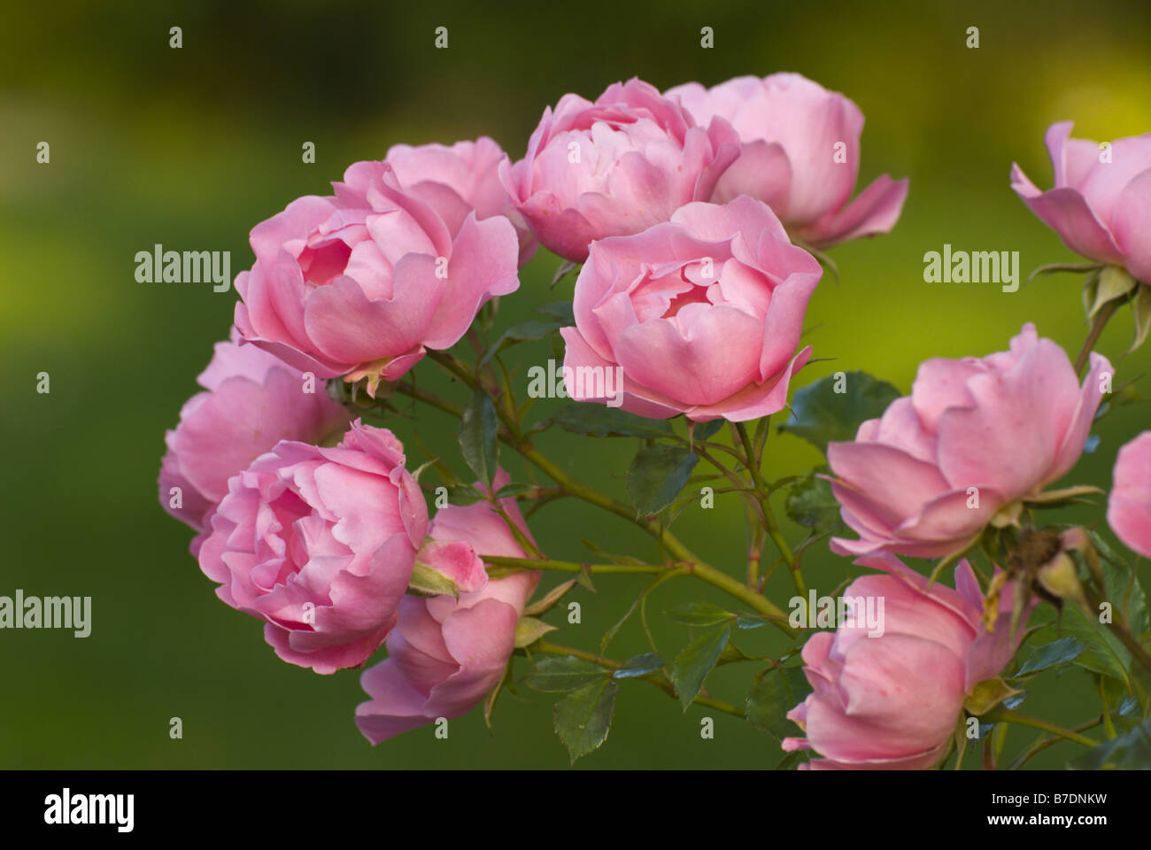 Sommerwind High Resolution Stock Photography and Images - Alamy