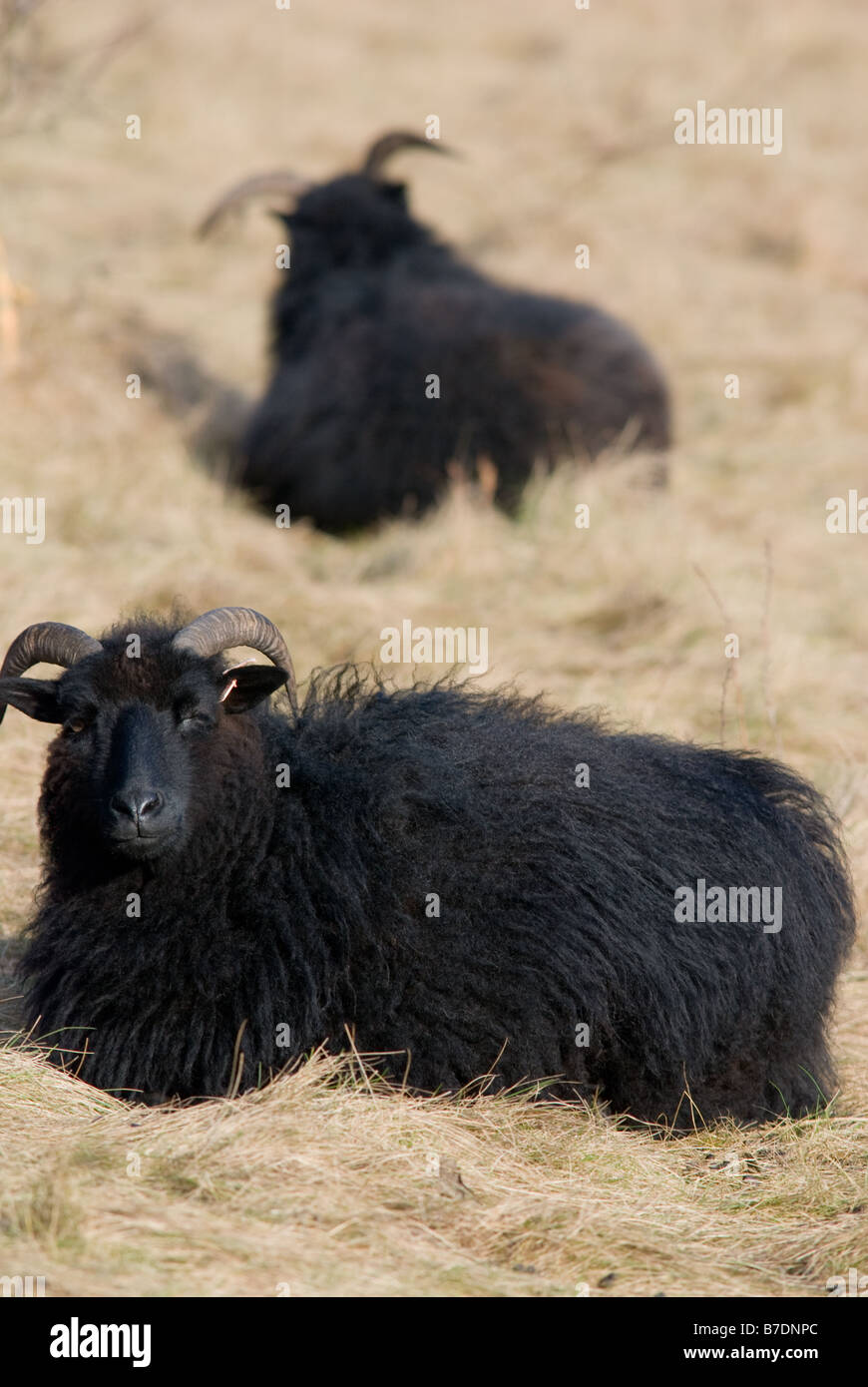 Female or Ewe Hebridean sheep Stock Photo - Alamy
