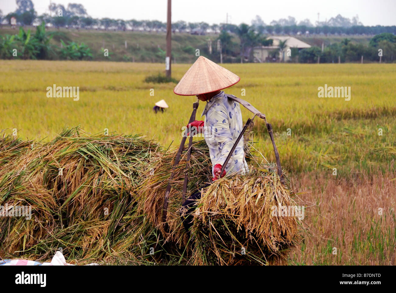 Vietnam workers hi-res stock photography and images - Alamy