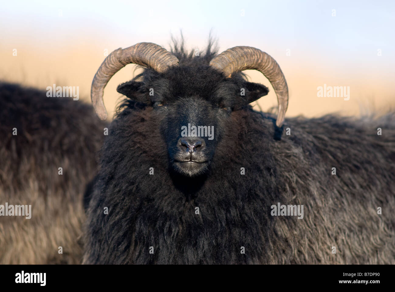Hebridean sheep hi-res stock photography and images - Alamy