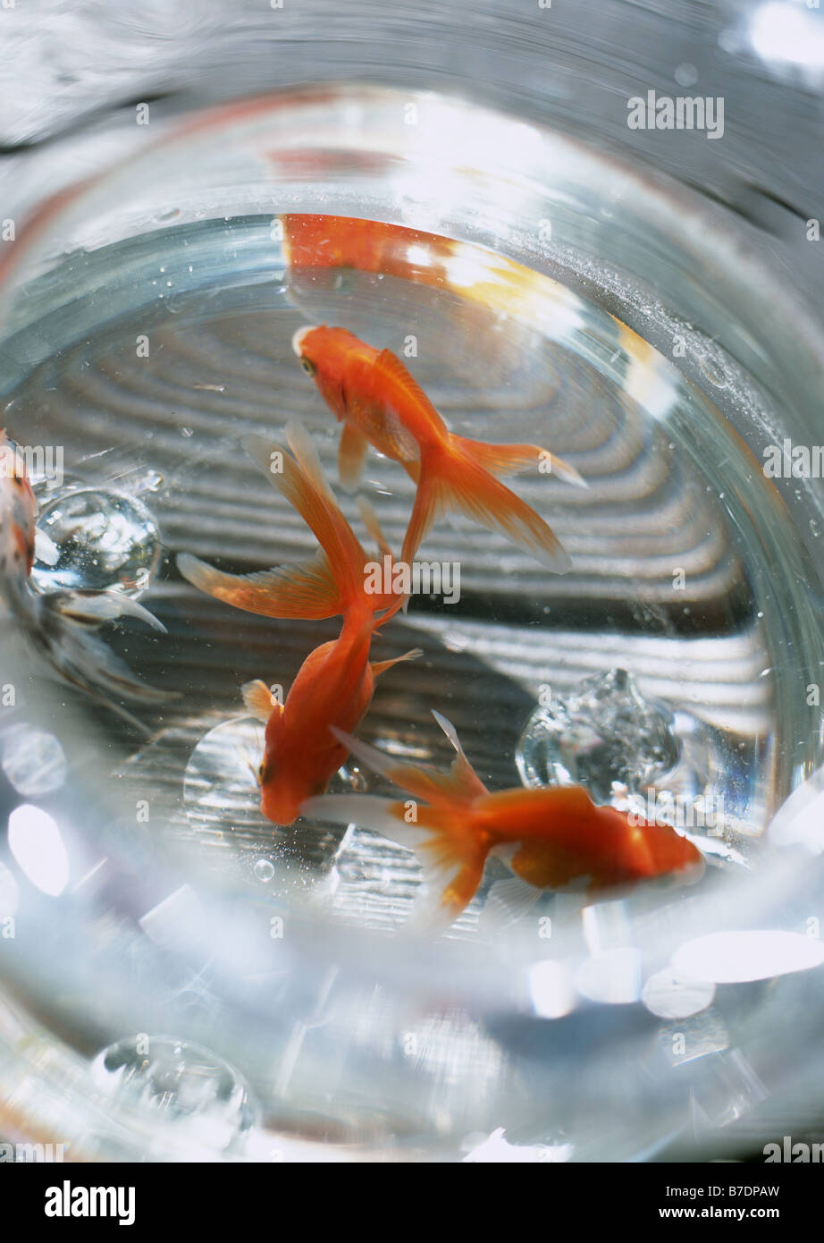 Goldfish in a bowl Stock Photo - Alamy