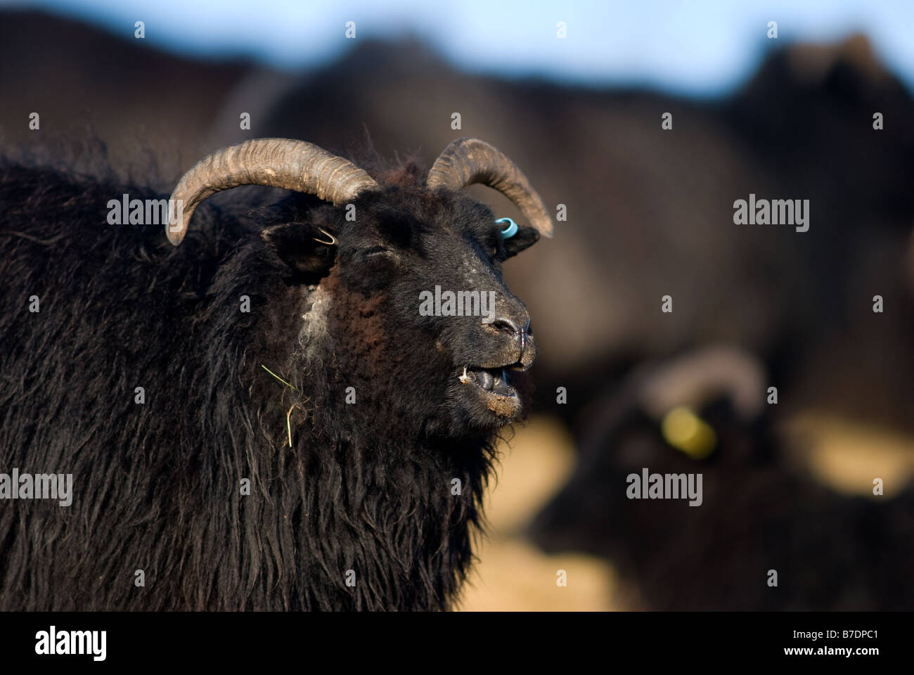 Female or Ewe Hebridean sheep Stock Photo - Alamy